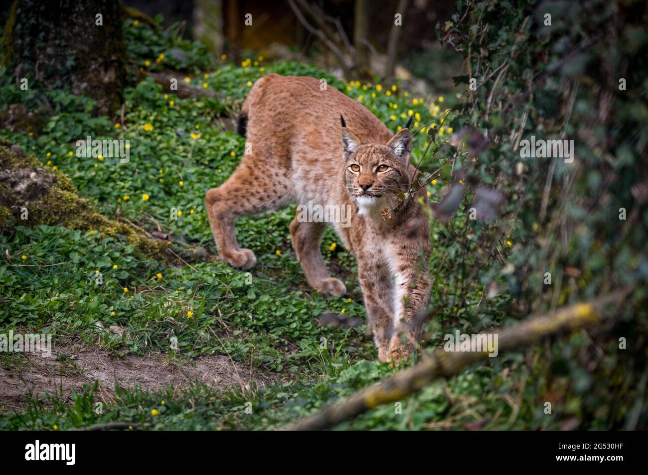 Young lynx hi-res stock photography and images - Alamy