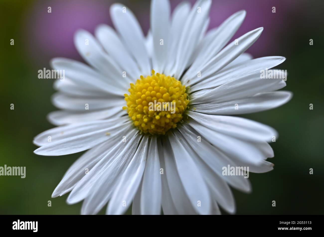 Wide opened blossom of a daisy with pollen Stock Photo - Alamy