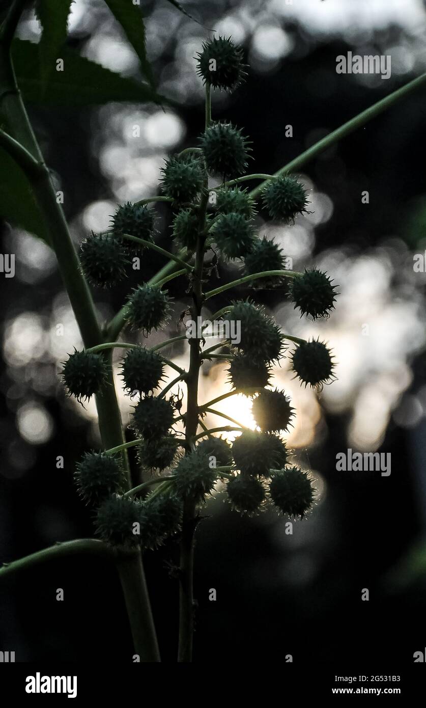 Edaru fruit plant in the evening. Medicinal value of the plant Stock ...