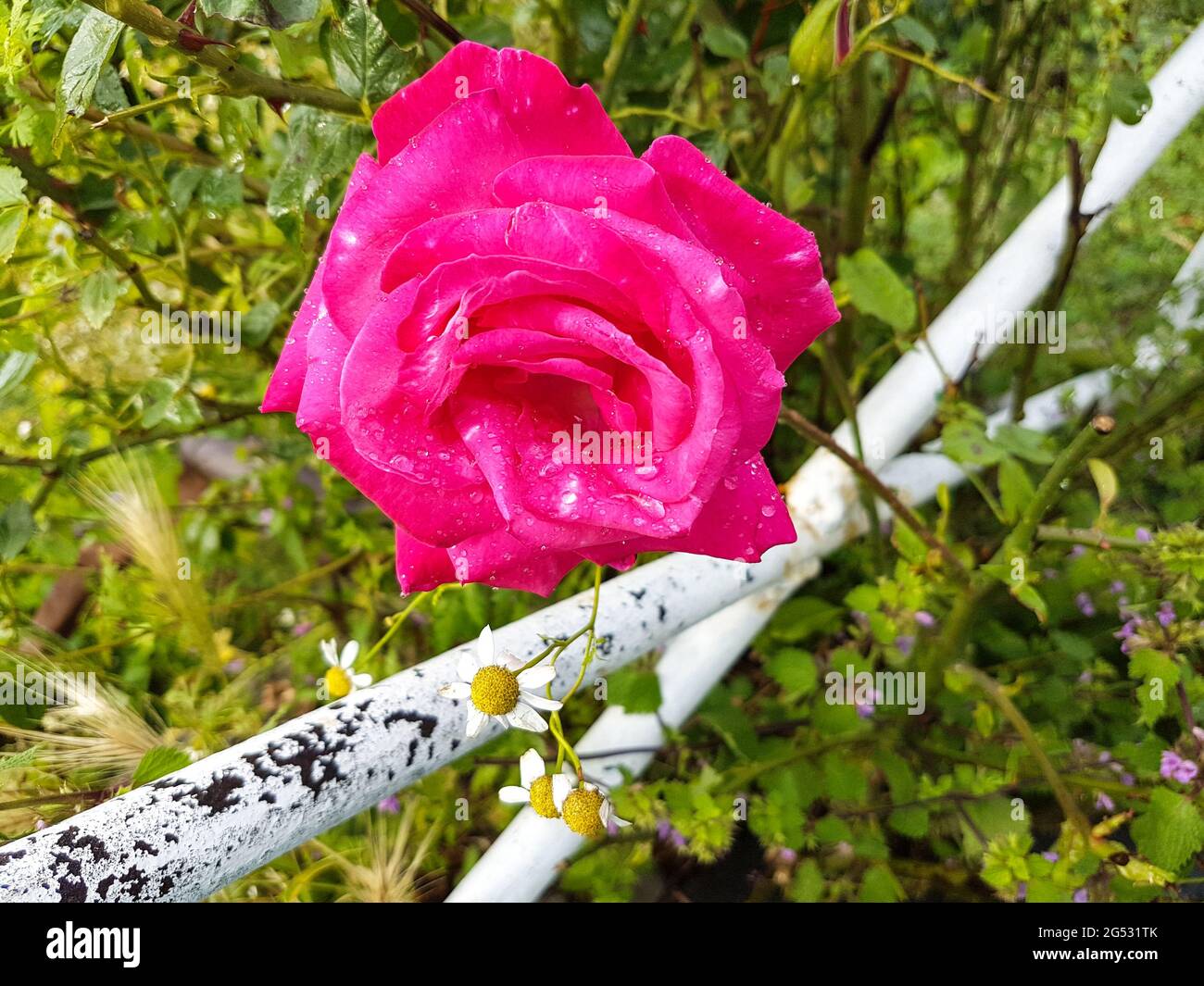 The rose flower and small camomiles on the old white fence Stock Photo ...