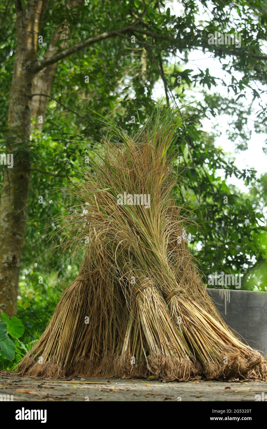 The paddy trees have been kept in eight beds Stock Photo - Alamy