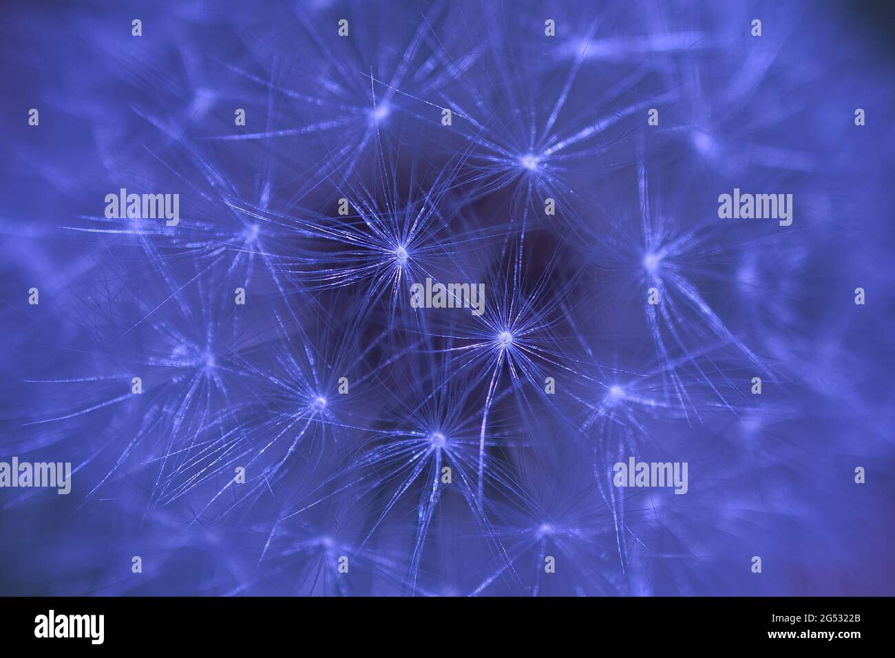 The texture of a blooming white fluffy dandelion Stock Photo - Alamy