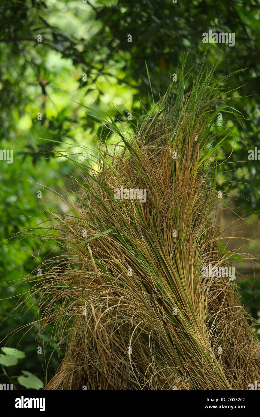 The paddy trees have been kept in eight beds Stock Photo - Alamy