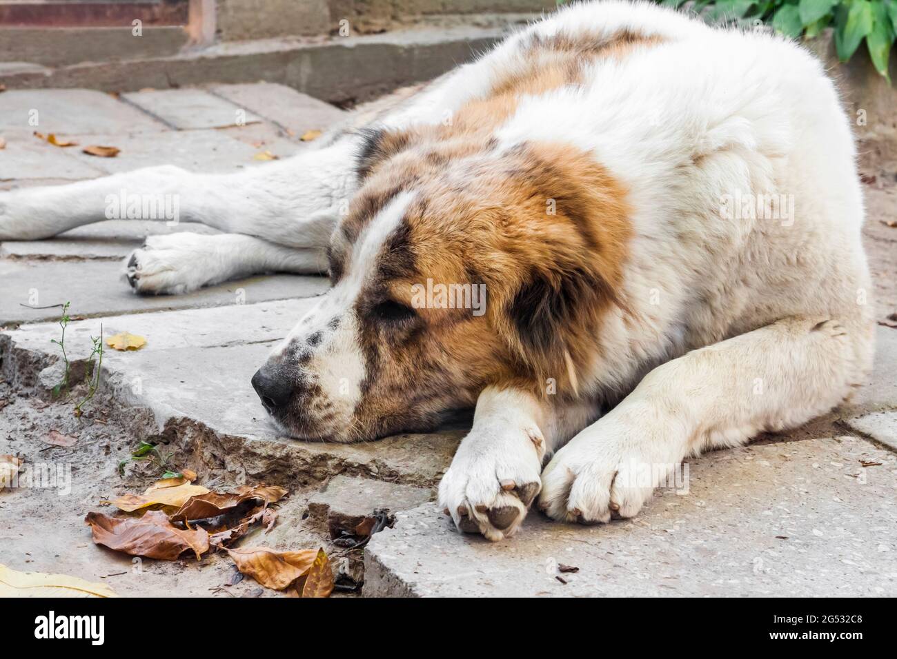 Dog resting on the ground. Breed Central Asian Shepherd (Alabai Stock ...