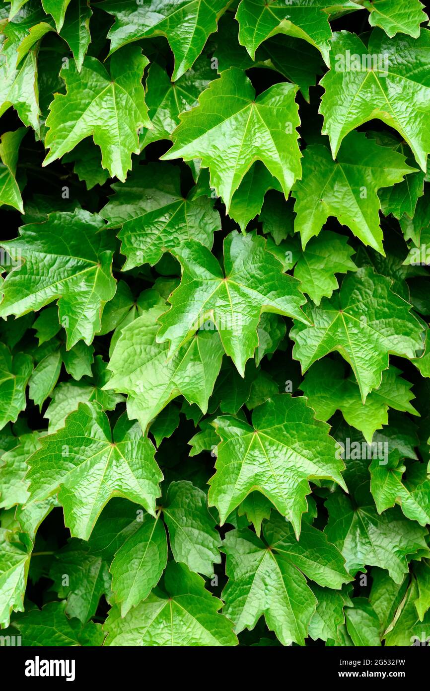 Abstract nature background - green leaves of ivy Stock Photo - Alamy
