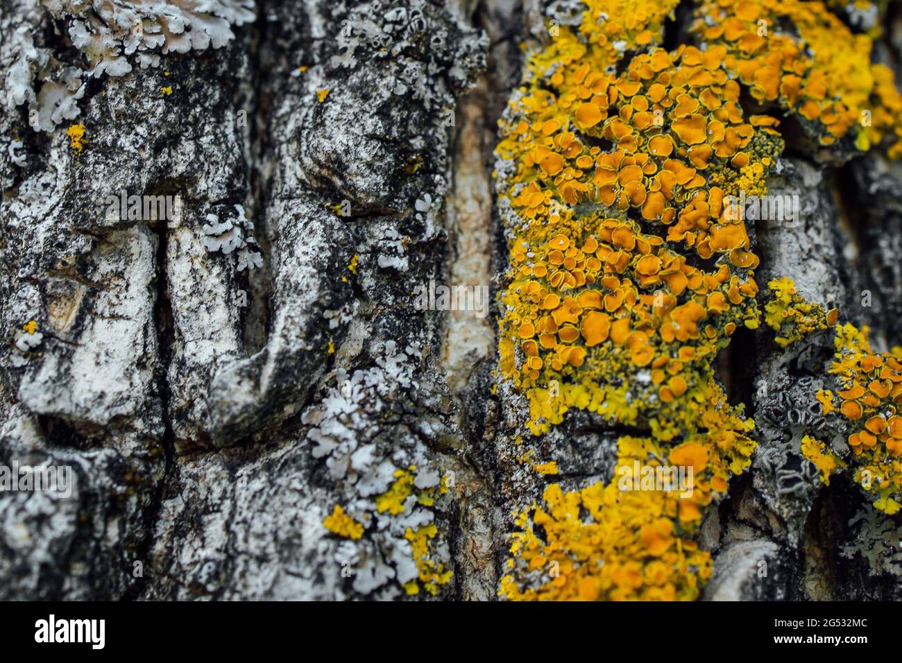 High resolution cork texture hi-res stock photography and images - Alamy