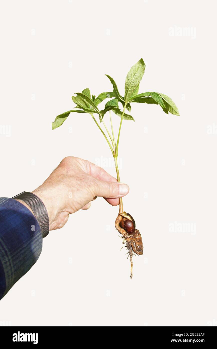 Holding a young horse chestnut shoot growing from chestnut with a stem ...