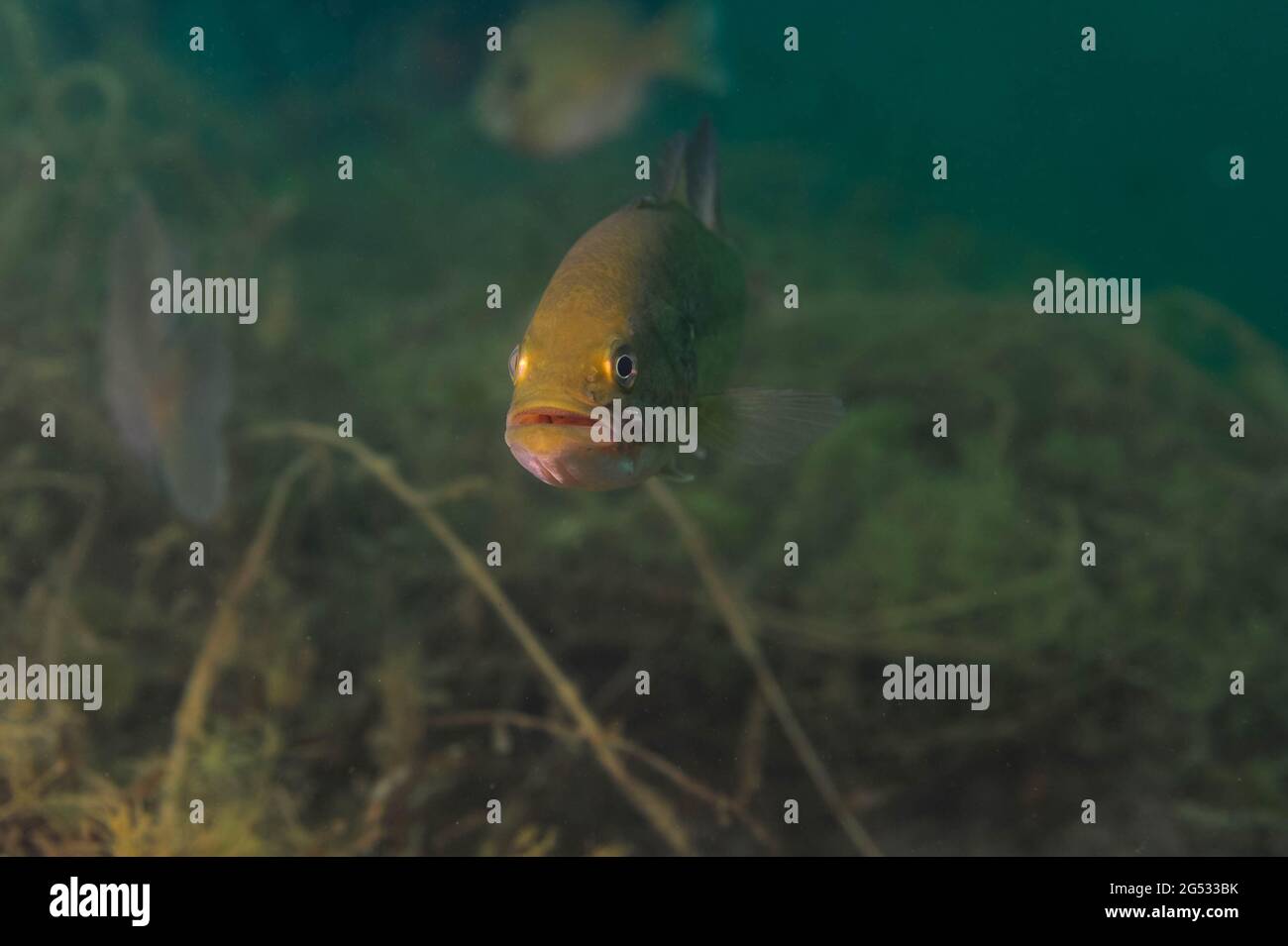 Smallmouth bass underwater hi-res stock photography and images - Alamy
