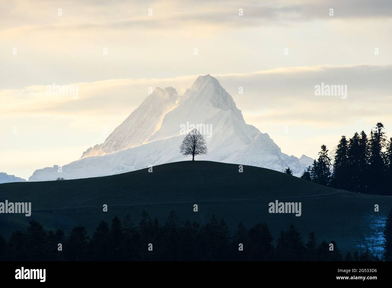 single tree on a hill in Emmental in front of Schreckhorn in the Alps ...