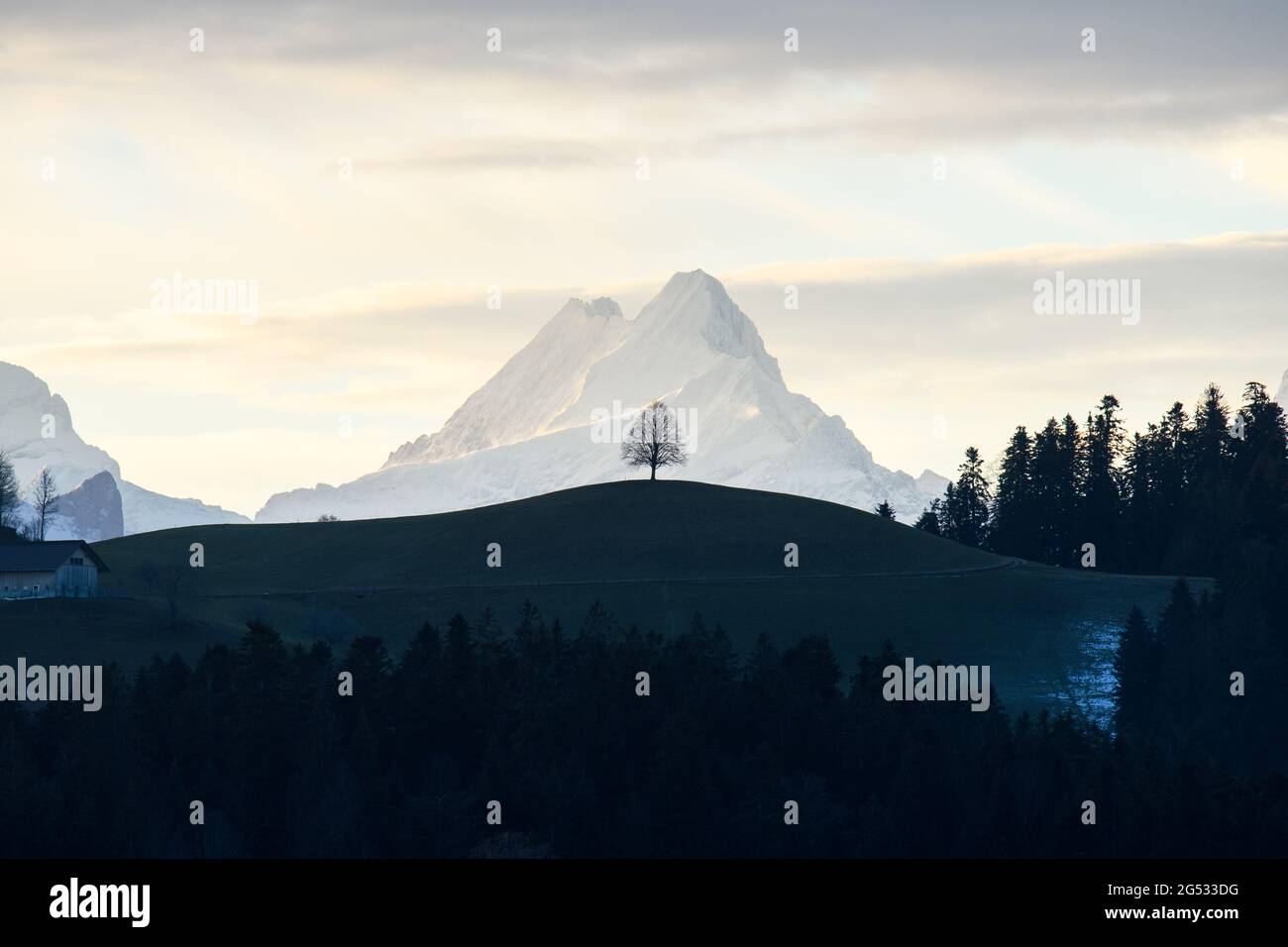 single tree on a hill in Emmental in front of Schreckhorn in the Alps ...