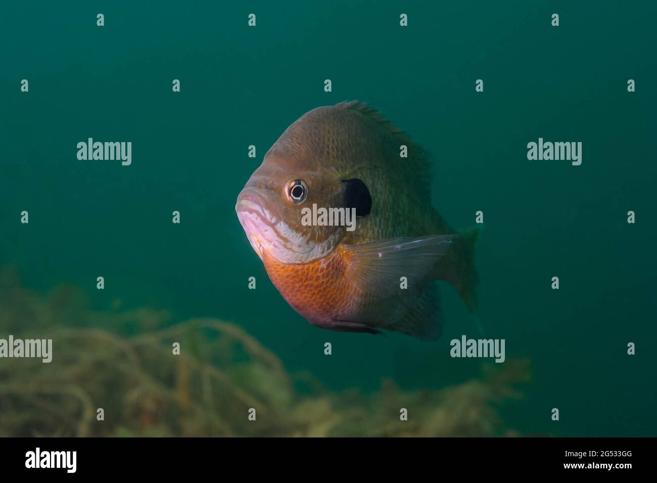 Underwater lake fish sunfish hi-res stock photography and images - Alamy