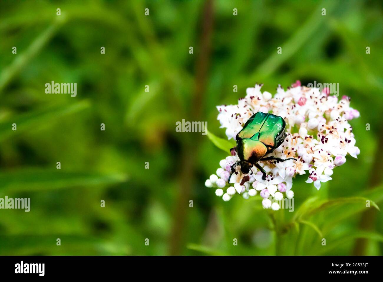 Cetonia aurata, called the rose chafer or the green rose chafer ...