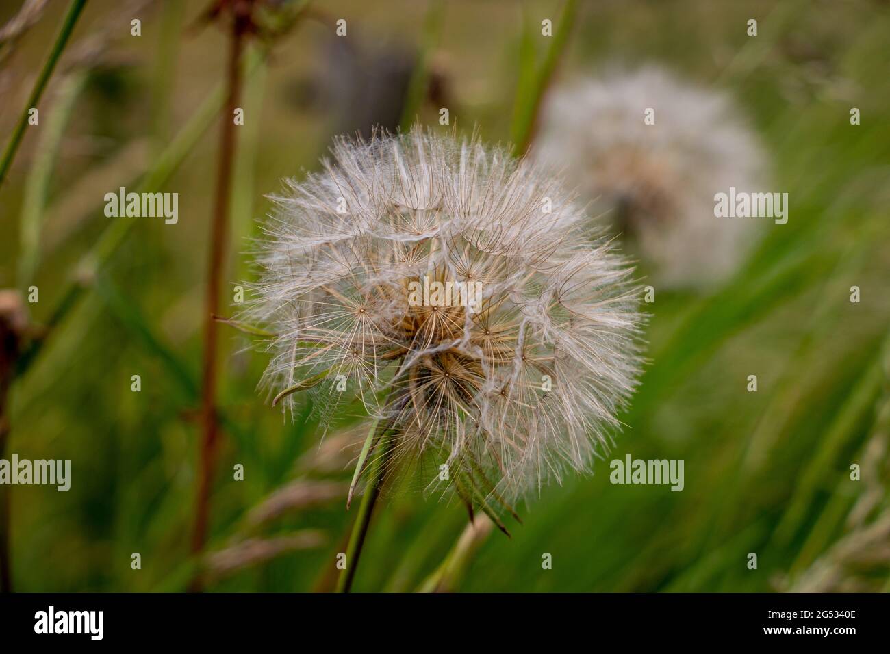Fluffy white seed ball hi-res stock photography and images - Alamy