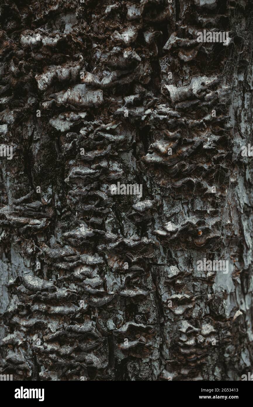 High resolution cork texture hi-res stock photography and images - Alamy