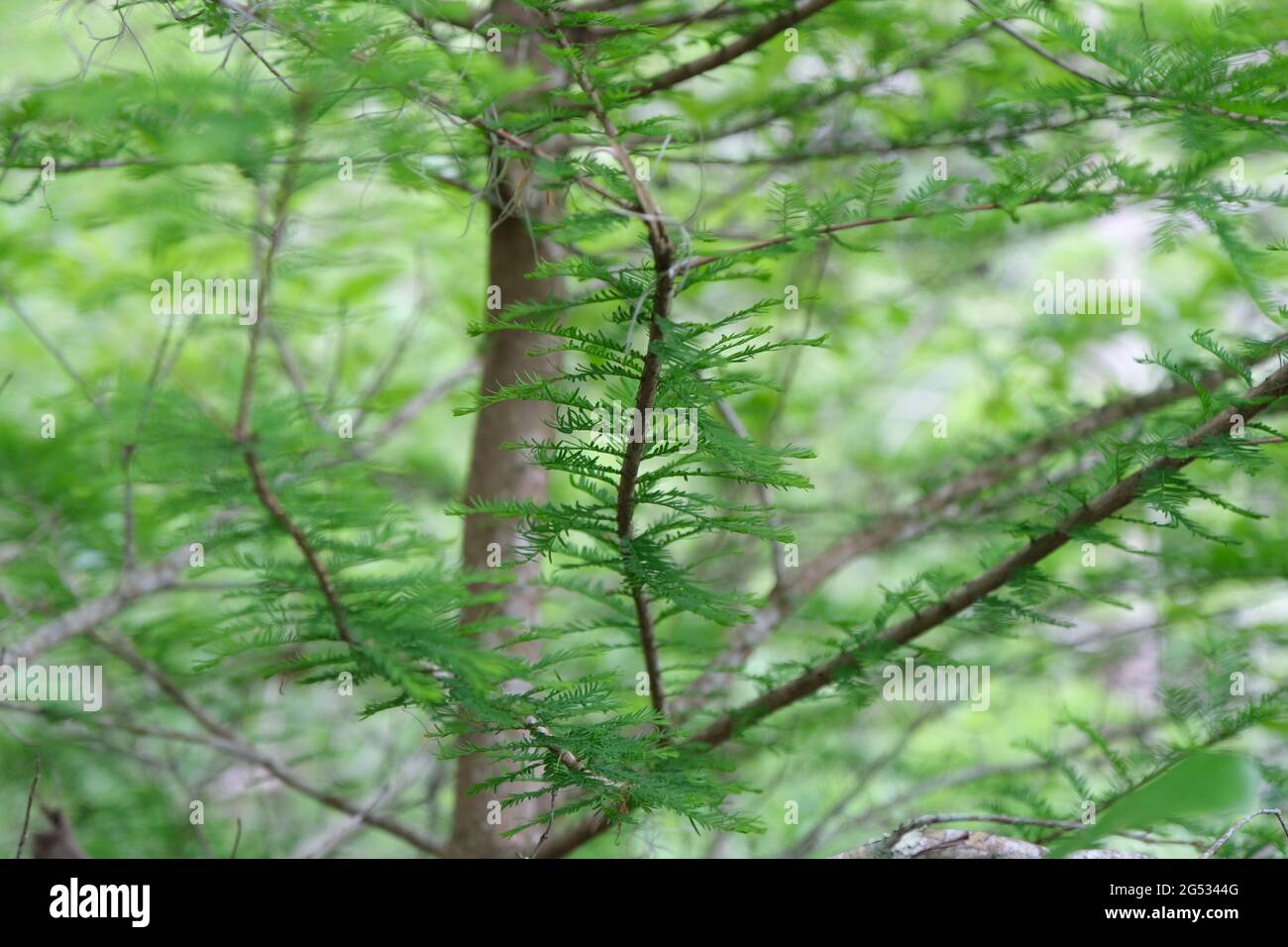 Bald Cypress trunk and branches center focused in Tallahassee Tom Brown ...