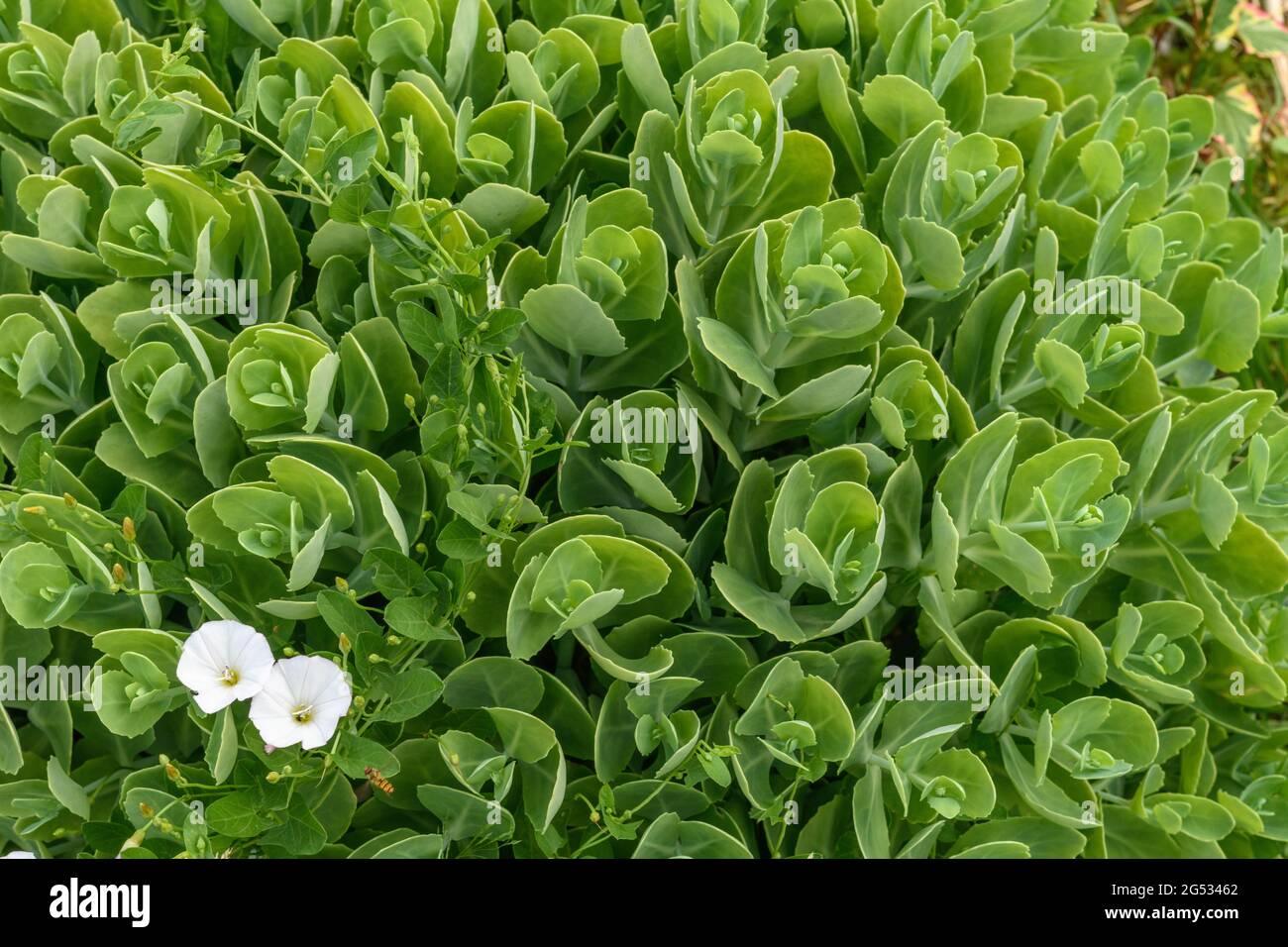 Botany outdoor hi-res stock photography and images - Alamy