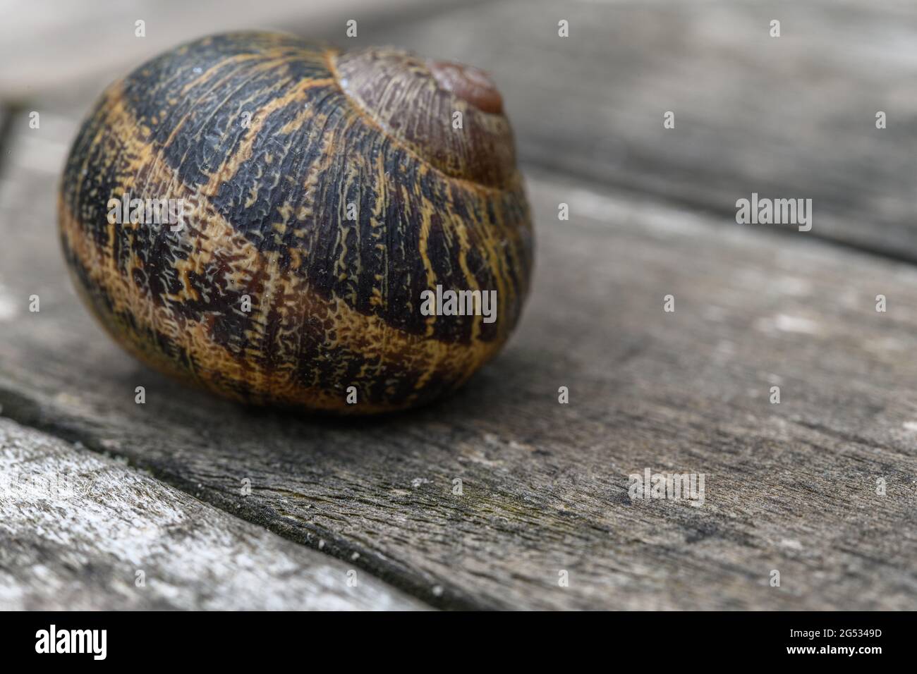 Snail shell on a wooden garden table. France Stock Photo - Alamy