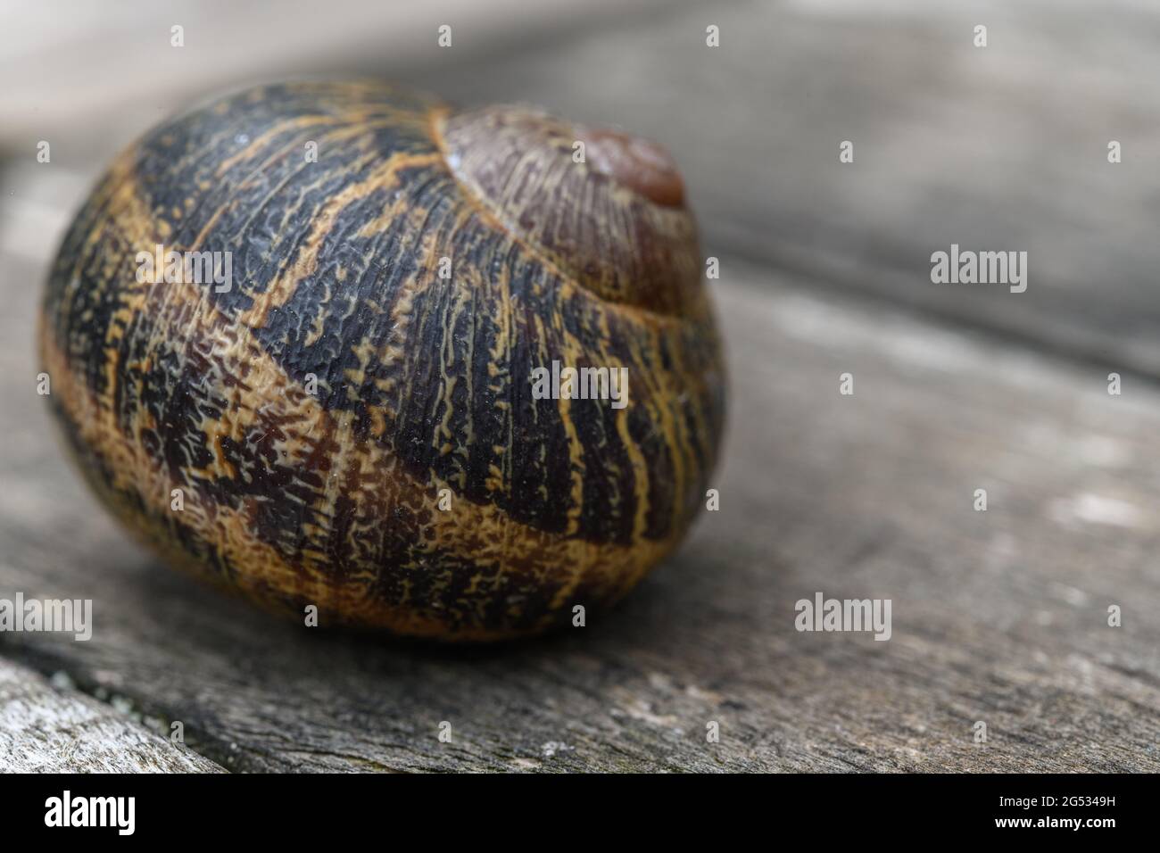 Snail shell on a wooden garden table. France Stock Photo - Alamy