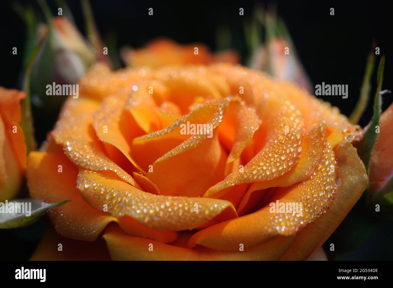 Hallow depth field hi-res stock photography and images - Alamy