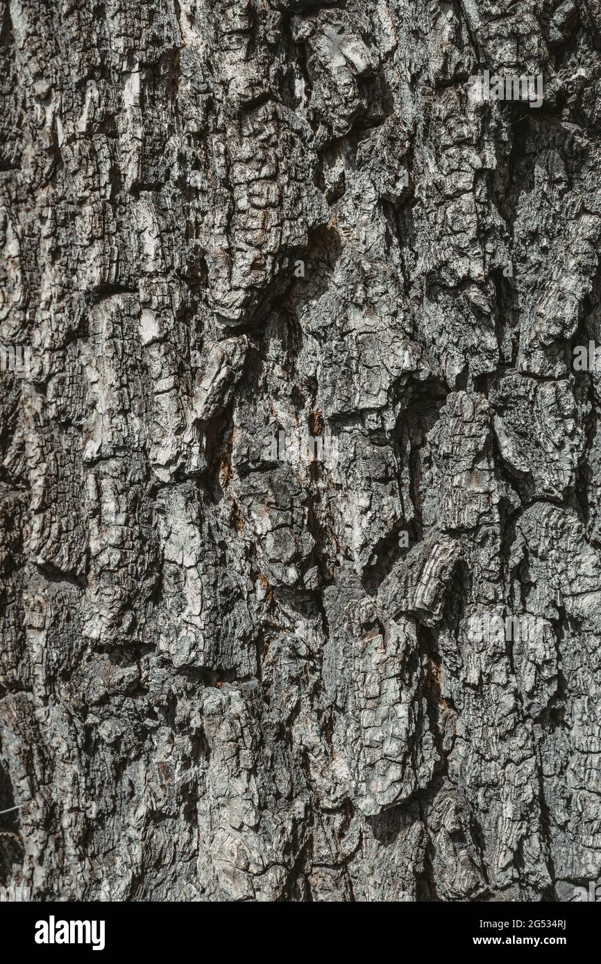 High resolution cork texture hi-res stock photography and images - Alamy