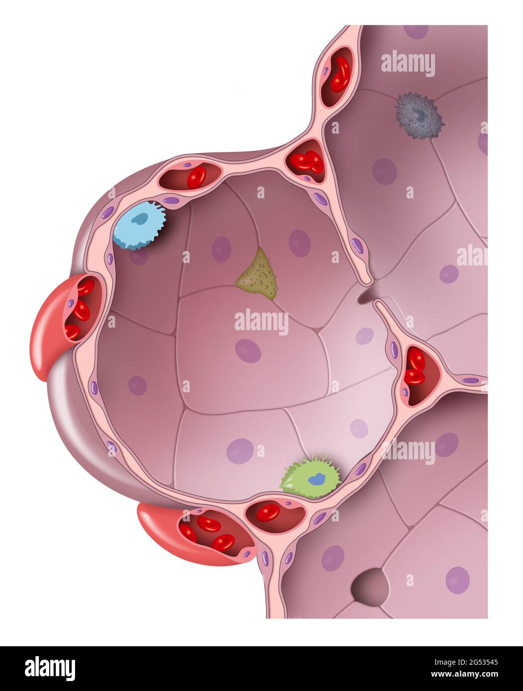 Alveolar Cell High Resolution Stock Photography and Images - Alamy