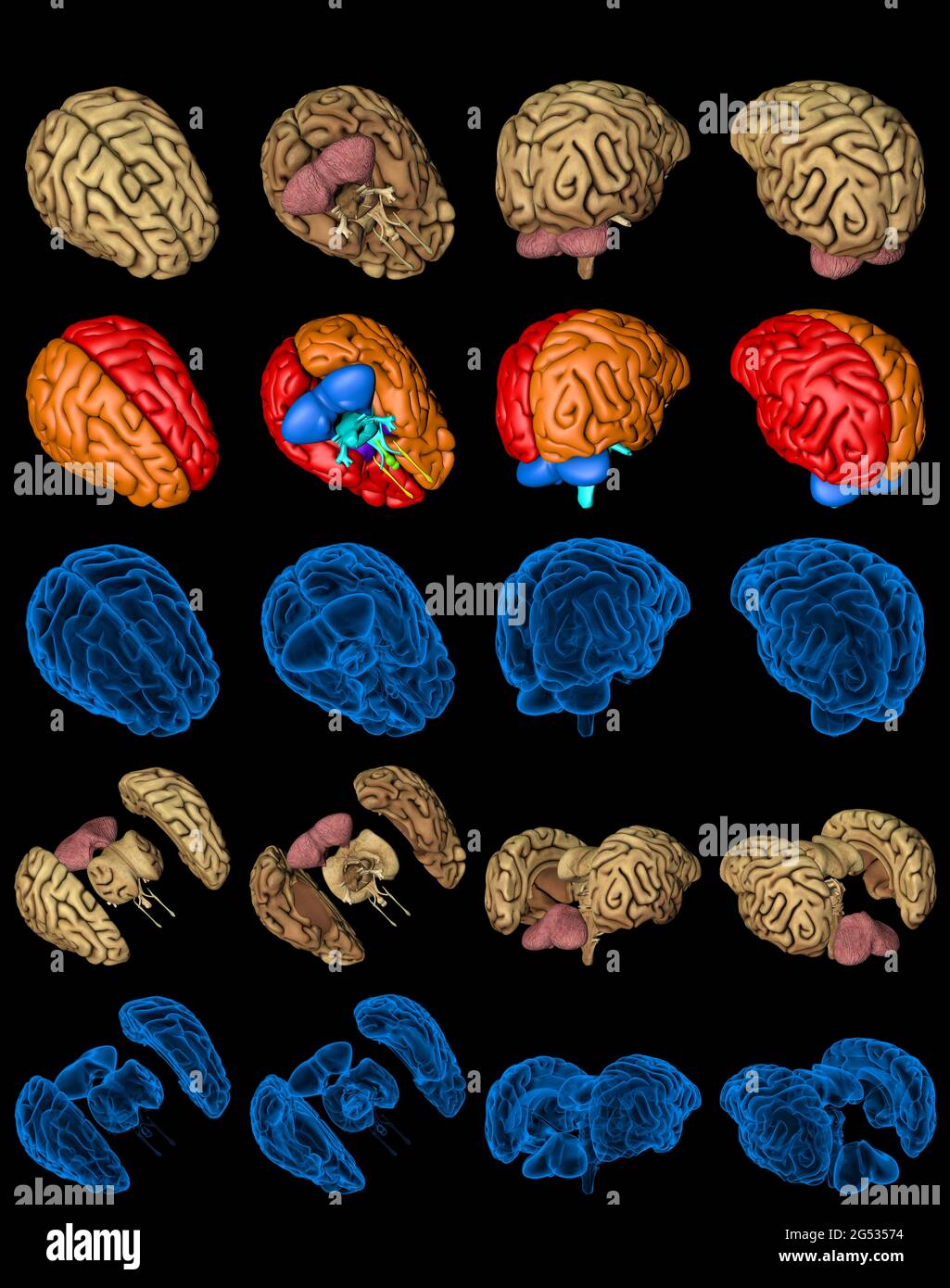 Set of isolated brain renders - whole and split with roentgen style ...