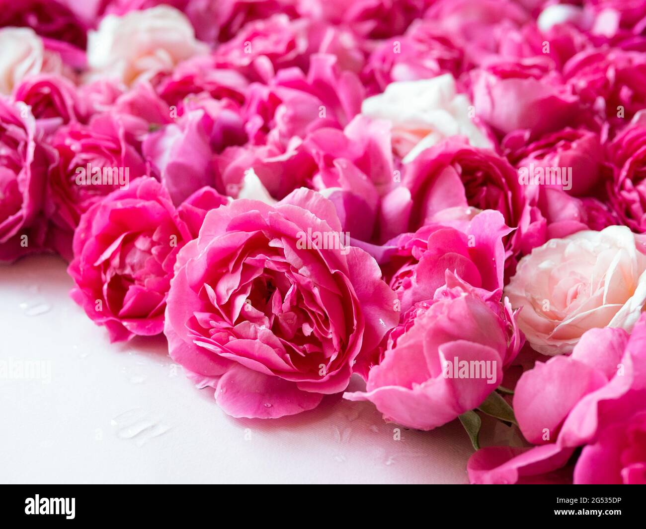 A lot of pink roses romantic background Stock Photo - Alamy