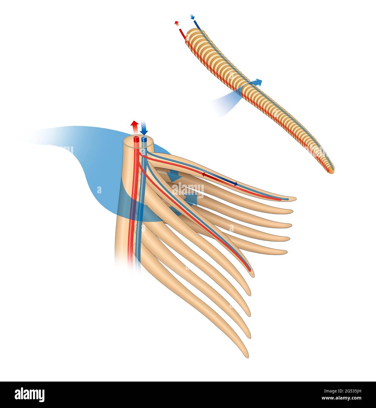 Fish respiratory system. Fish gas exchange Stock Photo - Alamy
