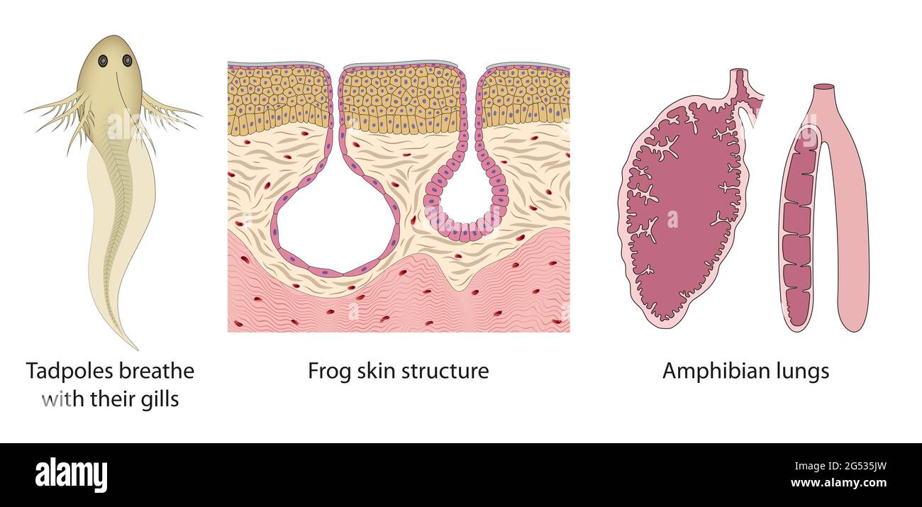 Frog Respiratory System