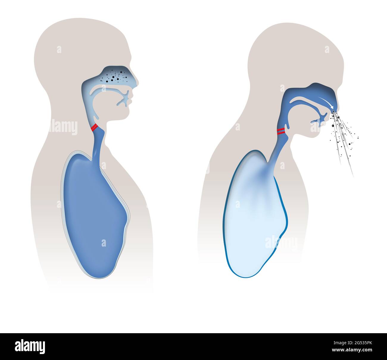 Respiratory mechanism hi-res stock photography and images - Alamy