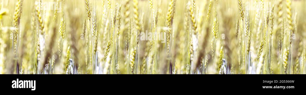 Wheat spikelets in the field. Wheat spikelets pattern. Background of ...
