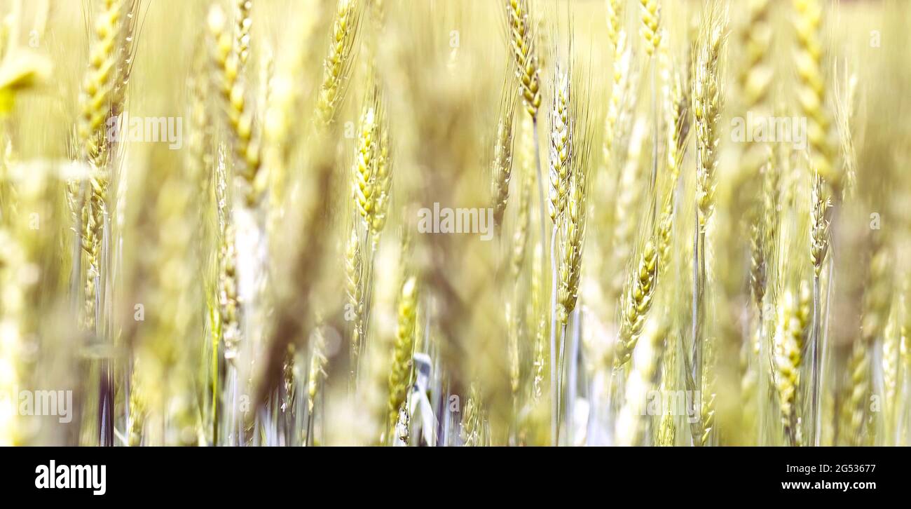Wheat spikelets in the field. Wheat spikelets pattern. Background of ...