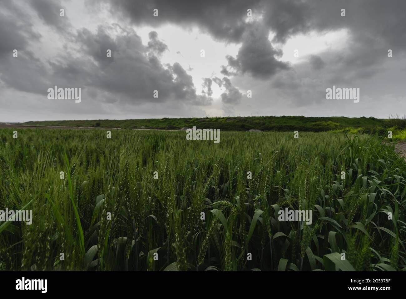 A field of green wheat against a dark background of cloudy winter skies ...