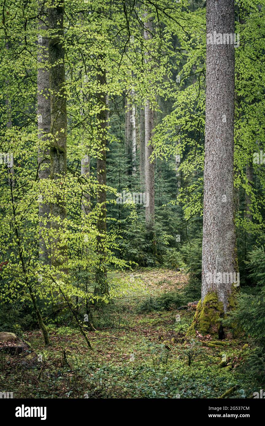 Regen schweiz hi-res stock photography and images - Alamy