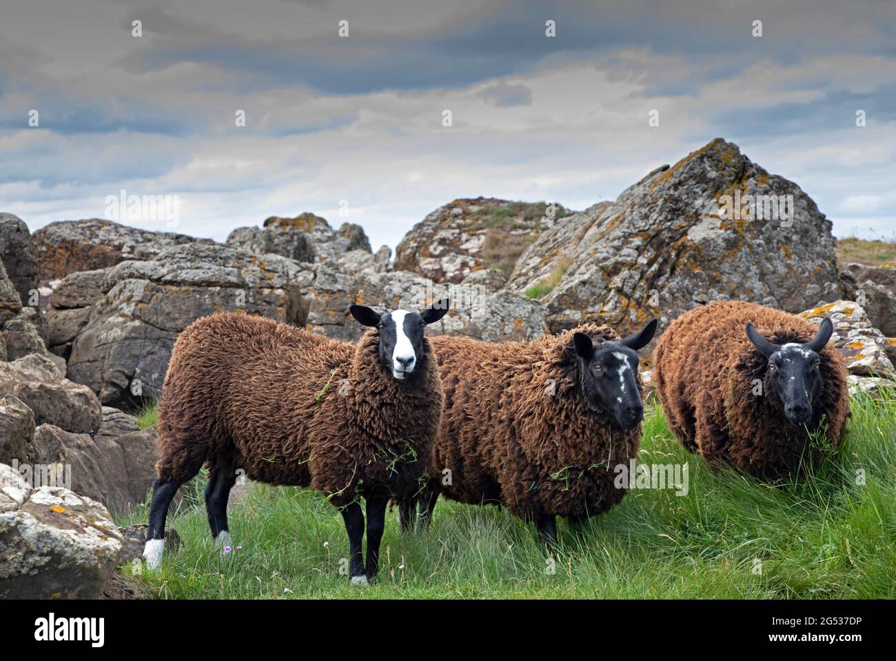 Fife coastal path, Scotland, UK. 25th June 2021. Distinctive Balwen ...