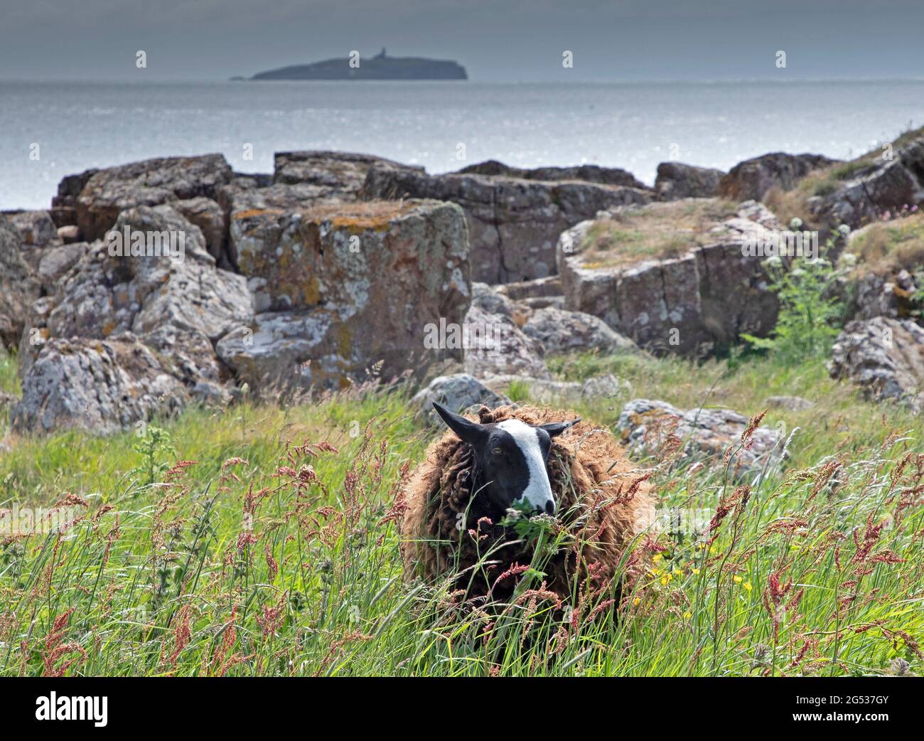 Fife coastal path, Scotland, UK. 25th June 2021. Distinctive Balwen ...