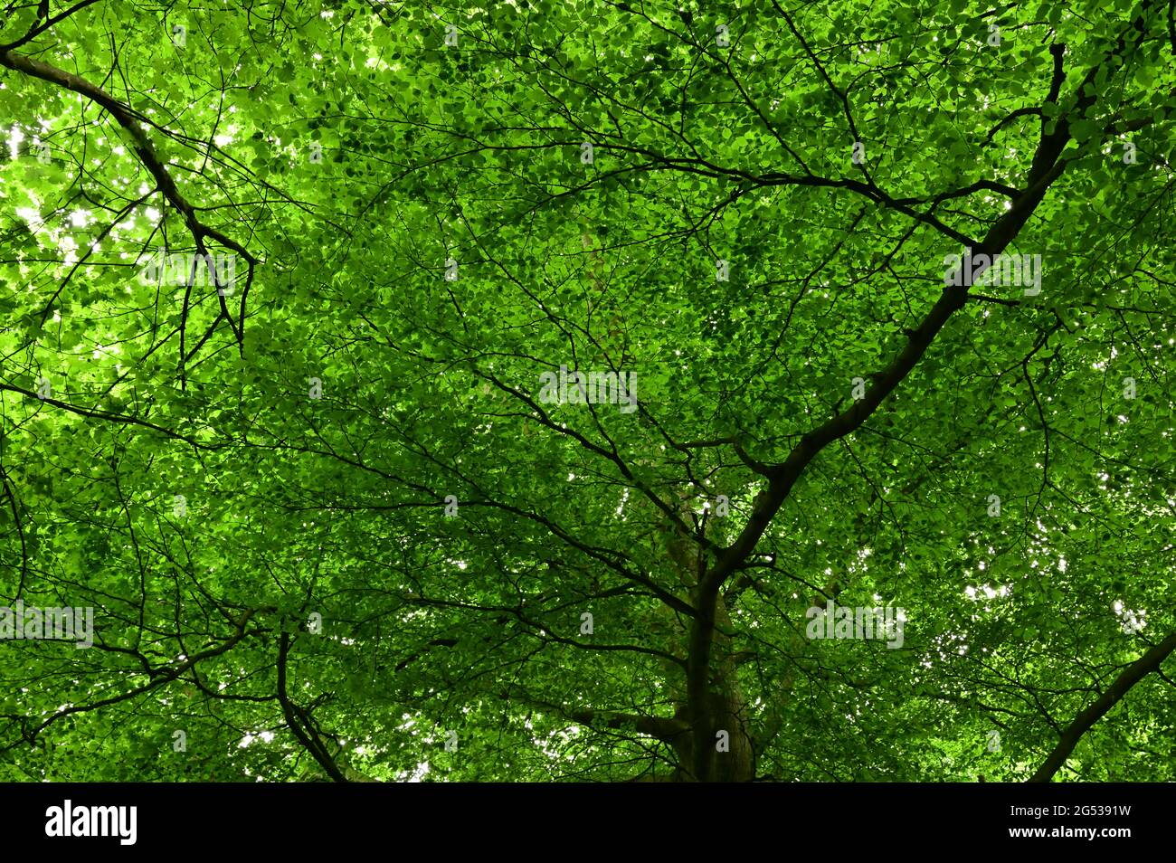 A large tree provides a green leafy canopy over an area of woodland ...
