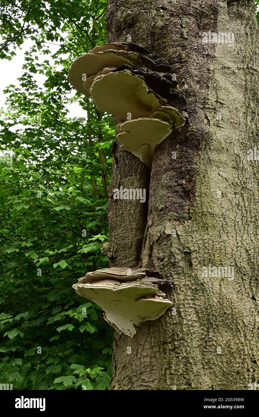 Large fungi hi-res stock photography and images - Alamy