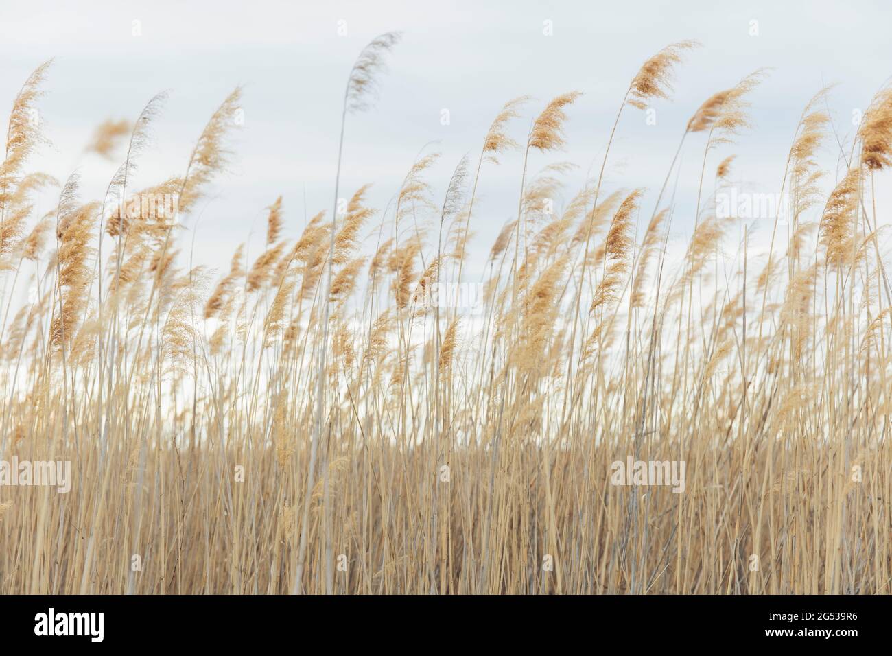 Field of marsh grasses, surface view Stock Photo - Alamy