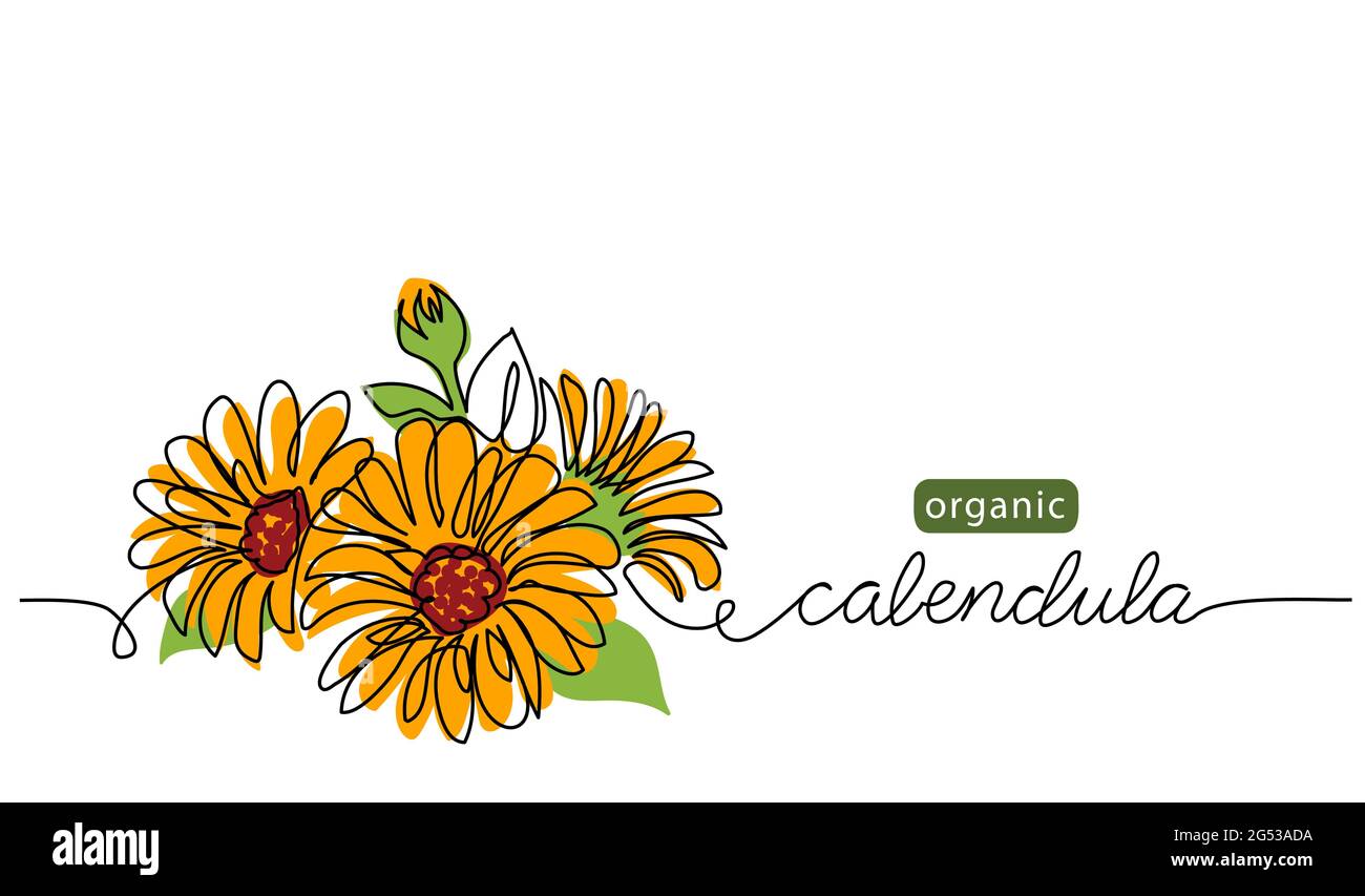 Blossom flower calendula Stock Vector Images - Alamy