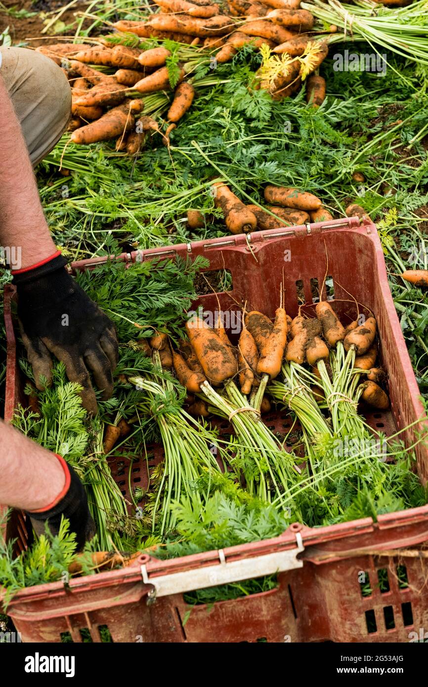 Farmer kneeling in a field, packing bunches of freshly picked carrots ...