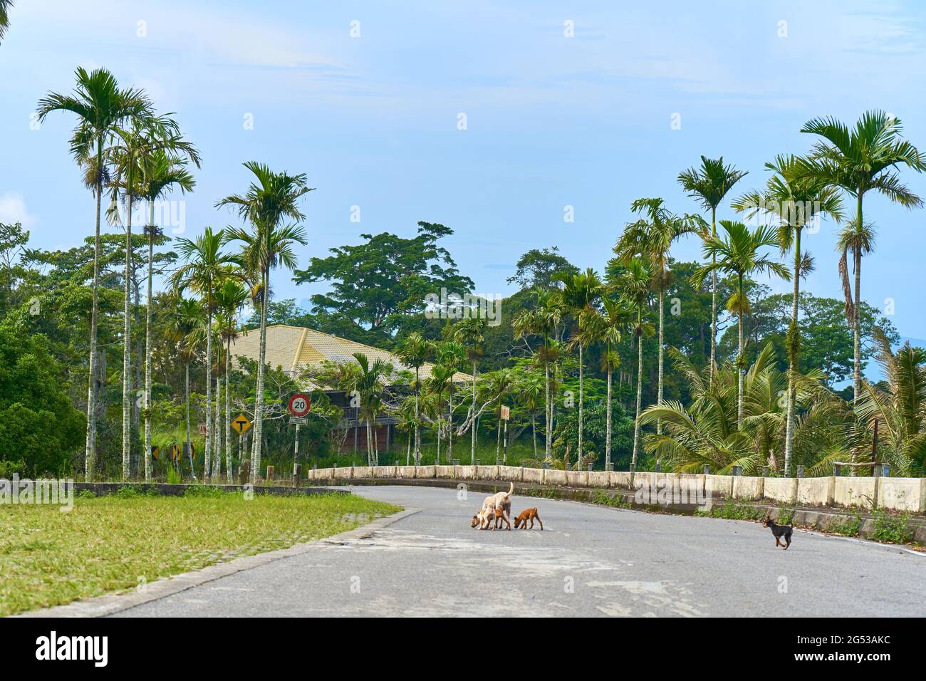 Flock wild homeless puppies hi-res stock photography and images - Alamy