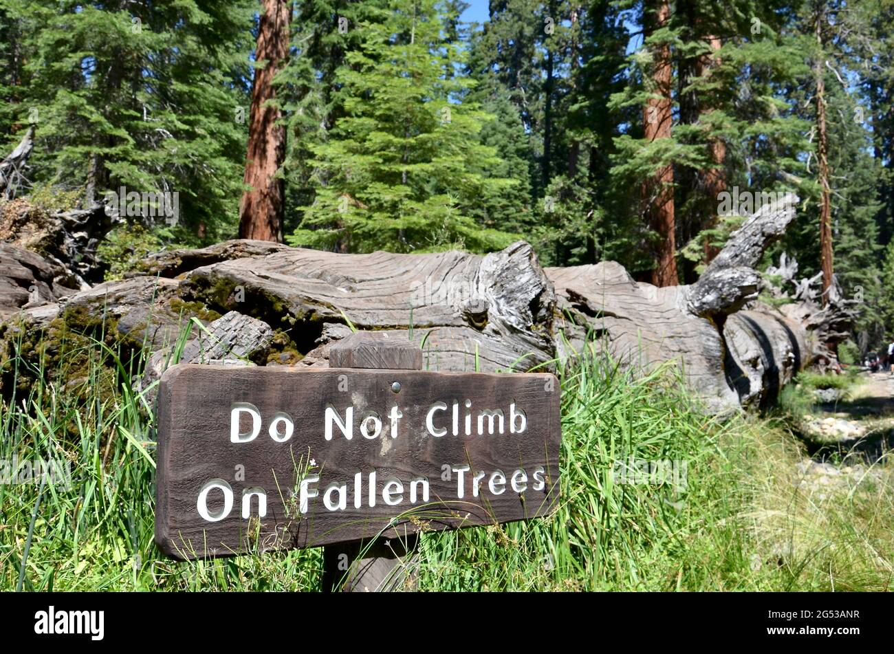 Danger tree hi-res stock photography and images - Alamy