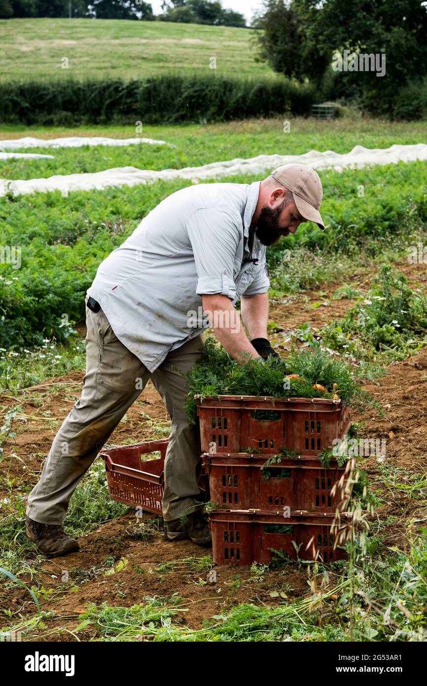 Farmer standing in a field, packing bunches of freshly picked carrots ...