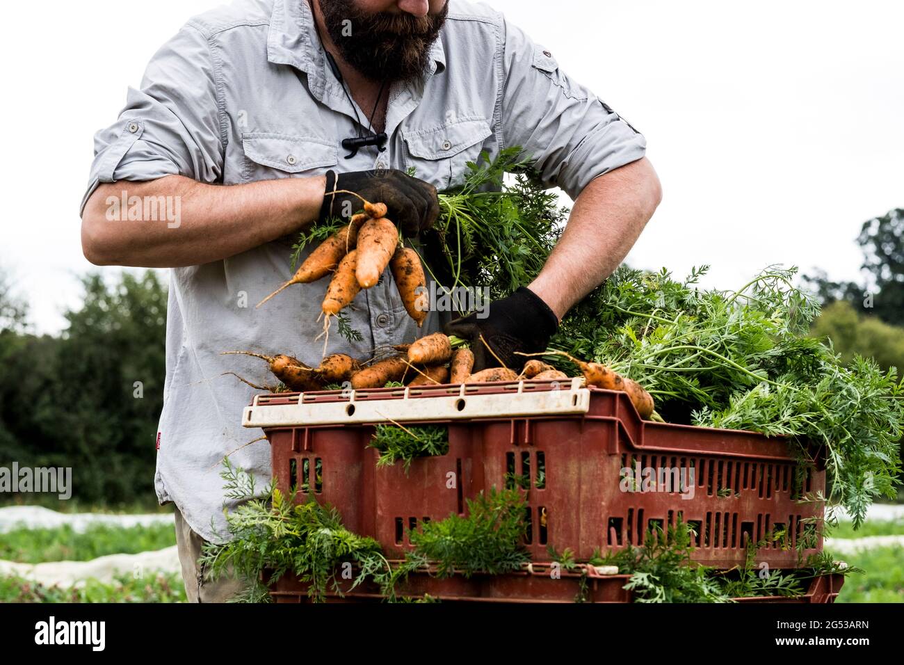 Farmer standing in a field, packing bunches of freshly picked carrots ...