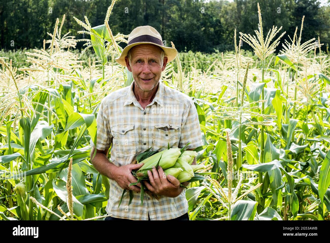 Farmer standing in a field, holding freshly picked sweetcorn Stock ...