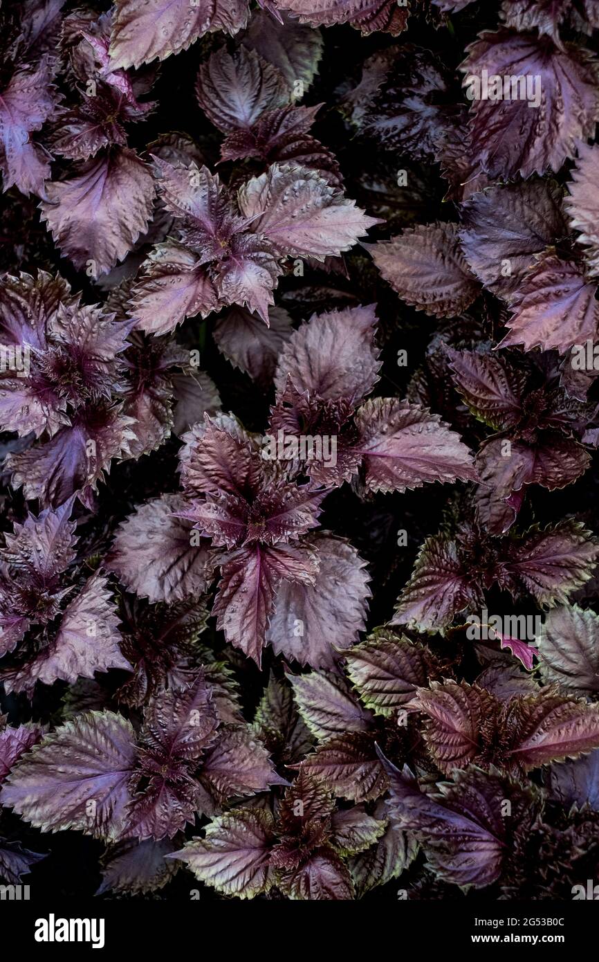 Purple mint hi-res stock photography and images - Alamy