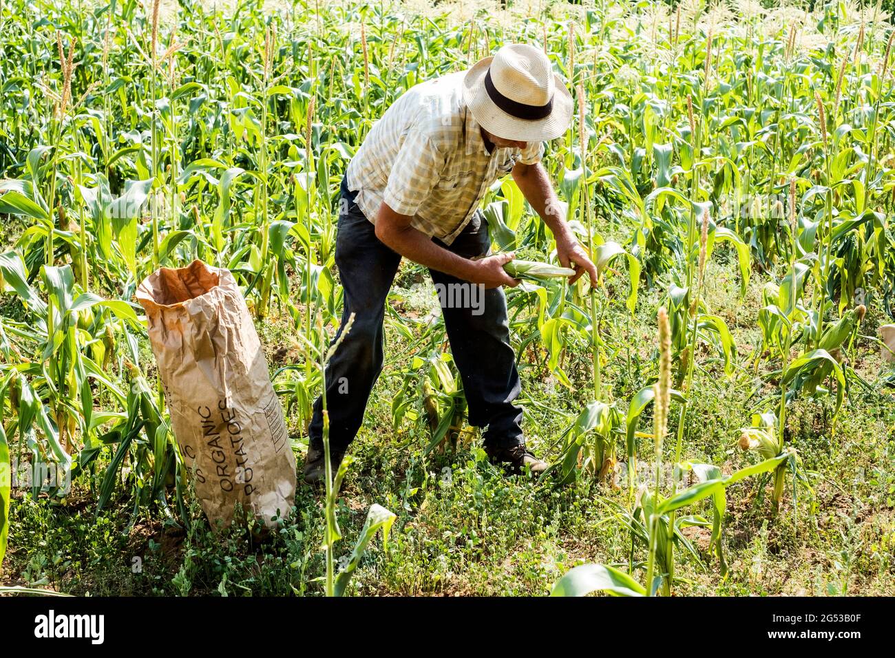 Farmer picking corn in field hi-res stock photography and images - Alamy