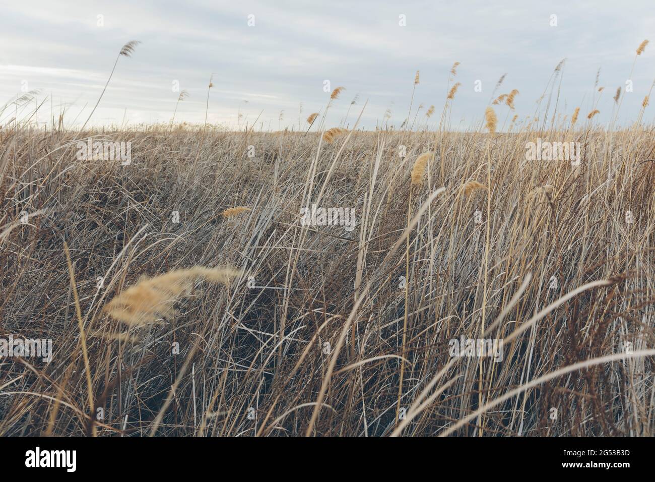Marsh grasses hi-res stock photography and images - Alamy
