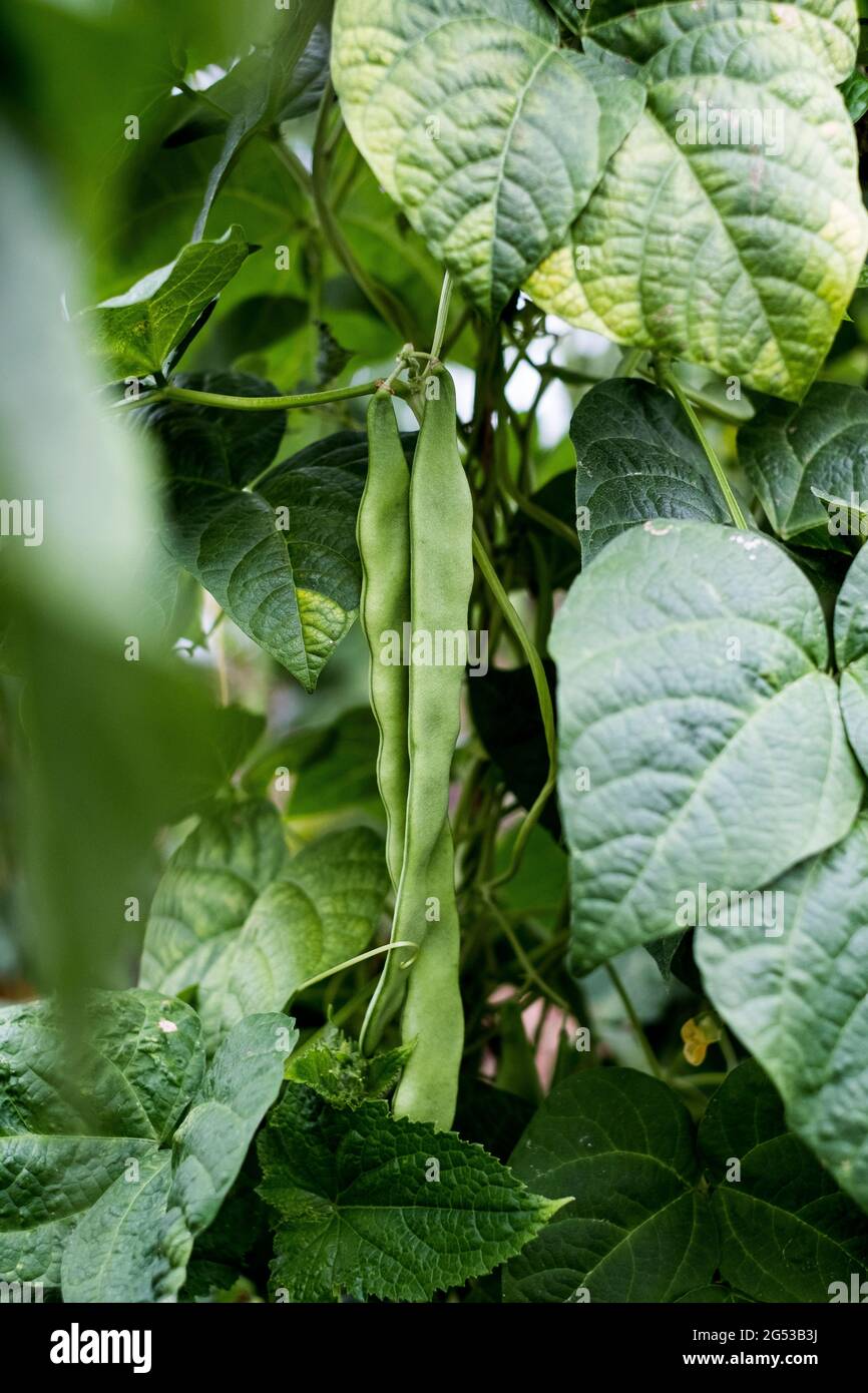 Bean vine hi-res stock photography and images - Alamy